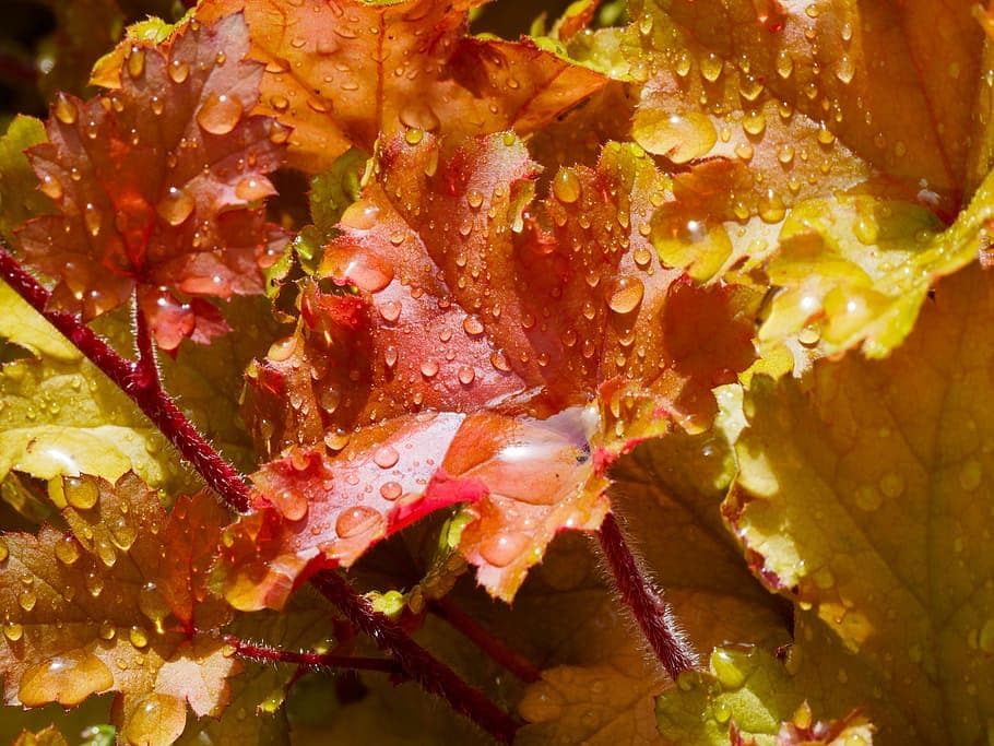 Heuchera (Coral Bells) - The Fantastic Colorful And Beautiful Plant