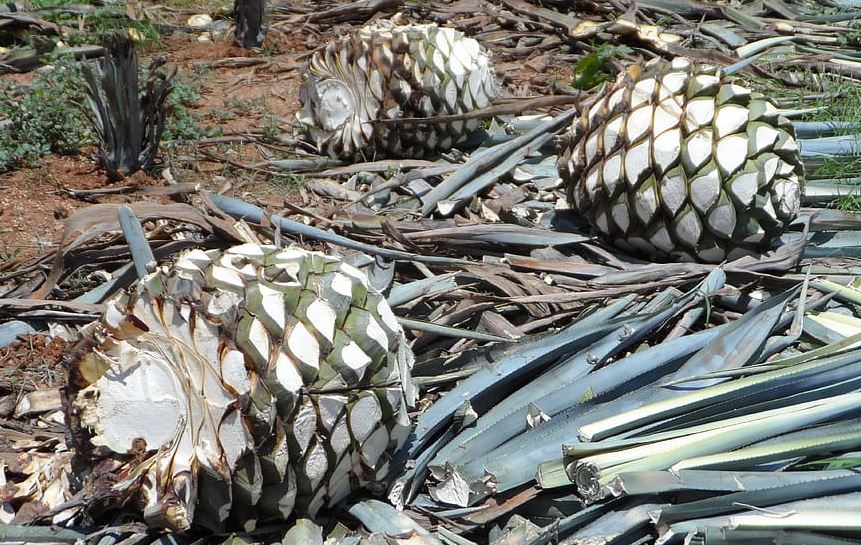 What Is Agave | All About Agave Americana And Blue Agave