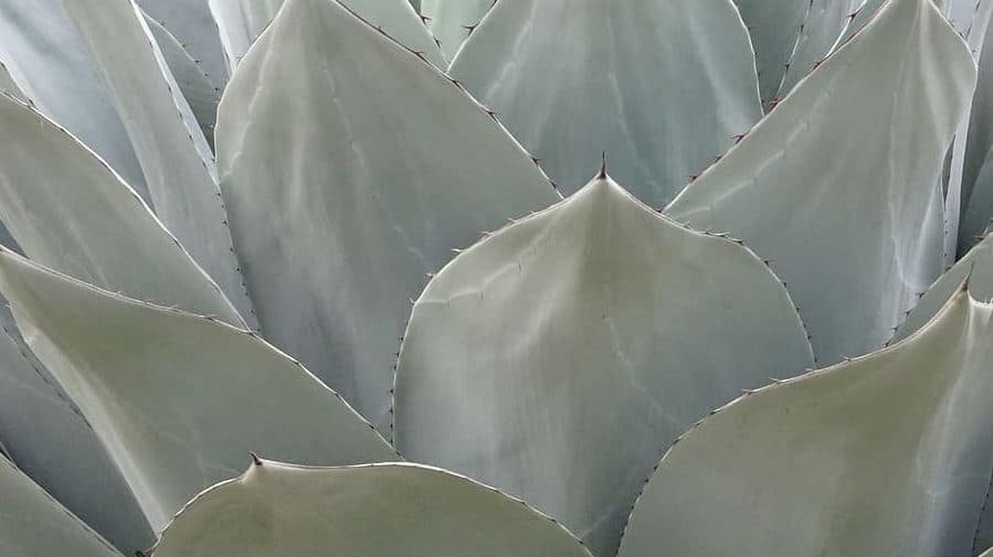 What Is Agave | All About Agave Americana And Blue Agave