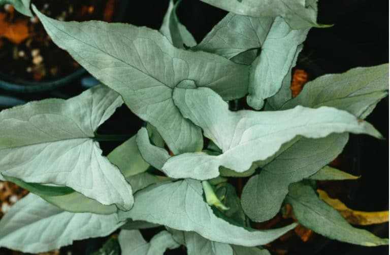 Care For Arrowhead Plant - Home Gardening Info