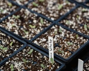 Types Of Growing Medium - Home Gardening Info