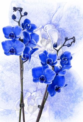 How To Care For Blue Orchids - Home Gardening Info
