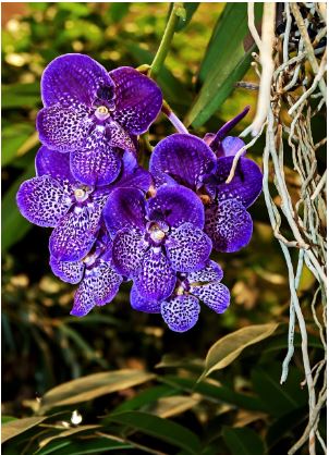 How To Care For Blue Orchids - Home Gardening Info